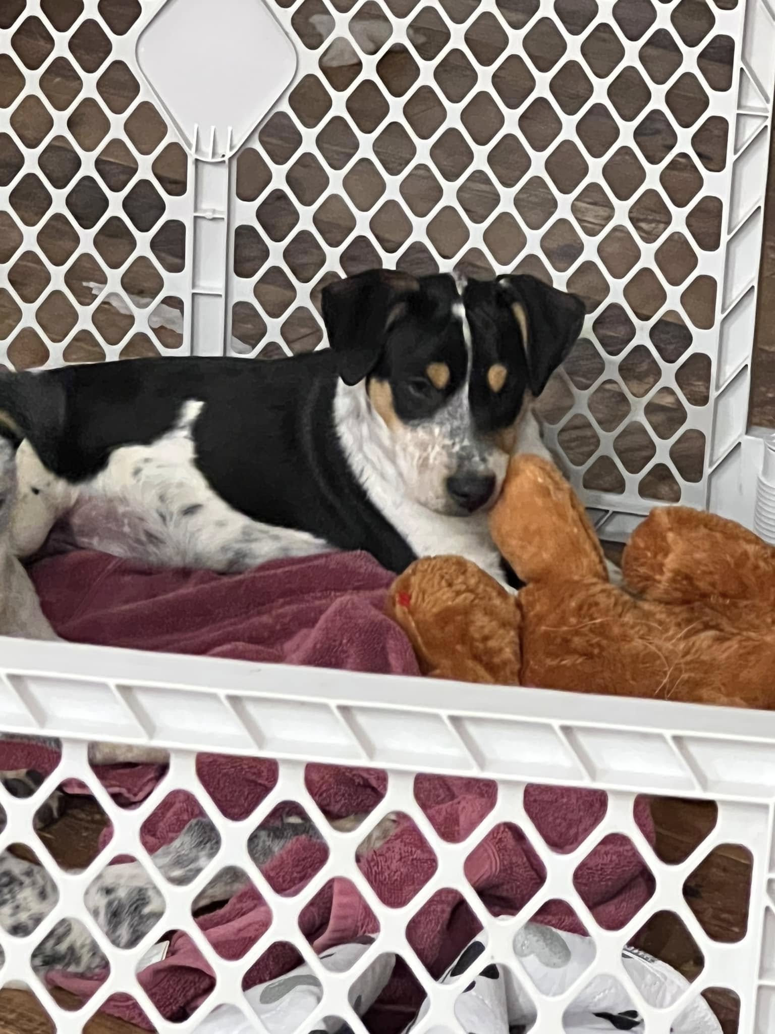 Adopt – Hooey’s Heelers Rescue and Sanctuary