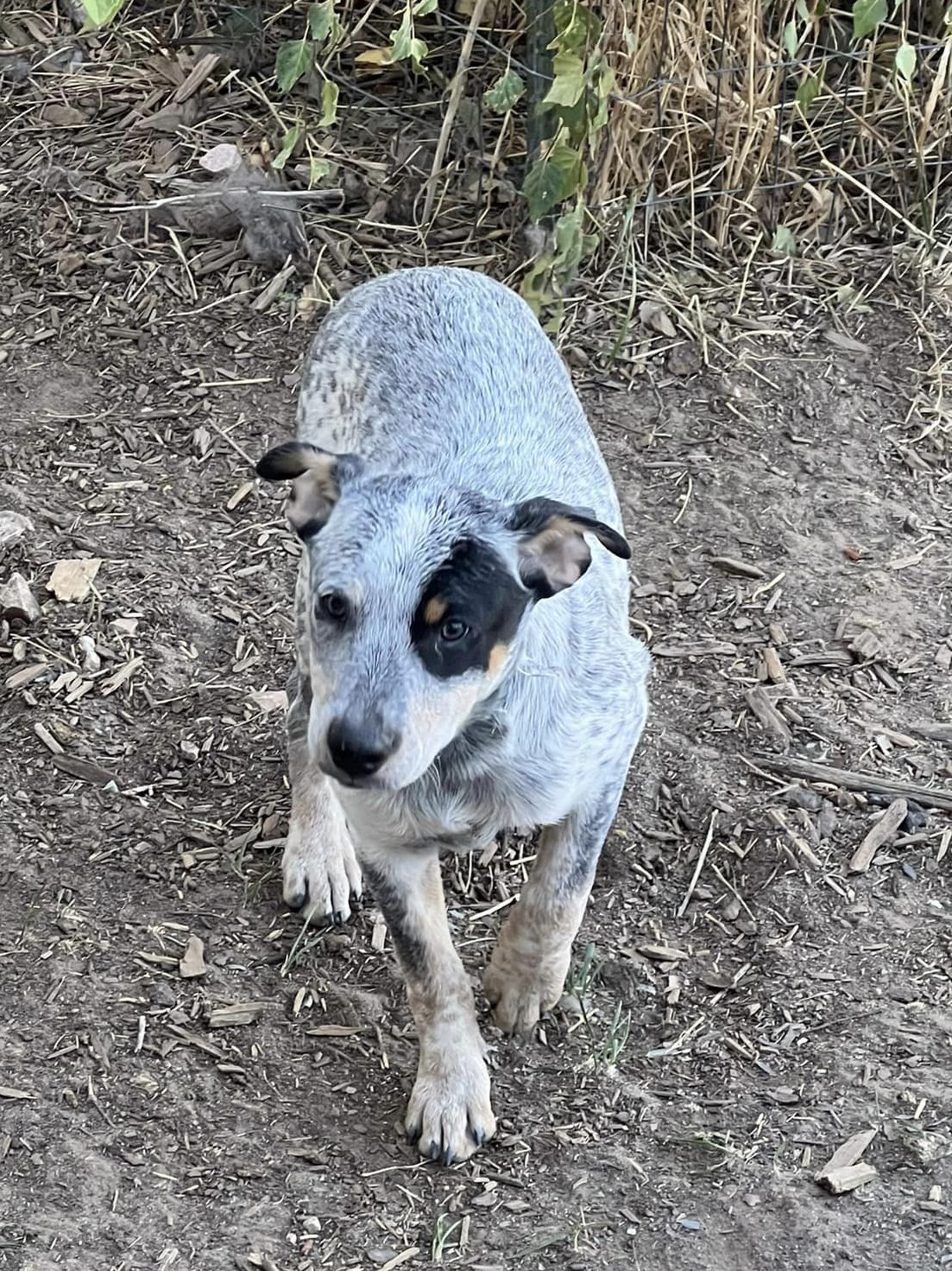 Hooey’s Heelers Rescue and Sanctuary – Colorado ACD Rescue