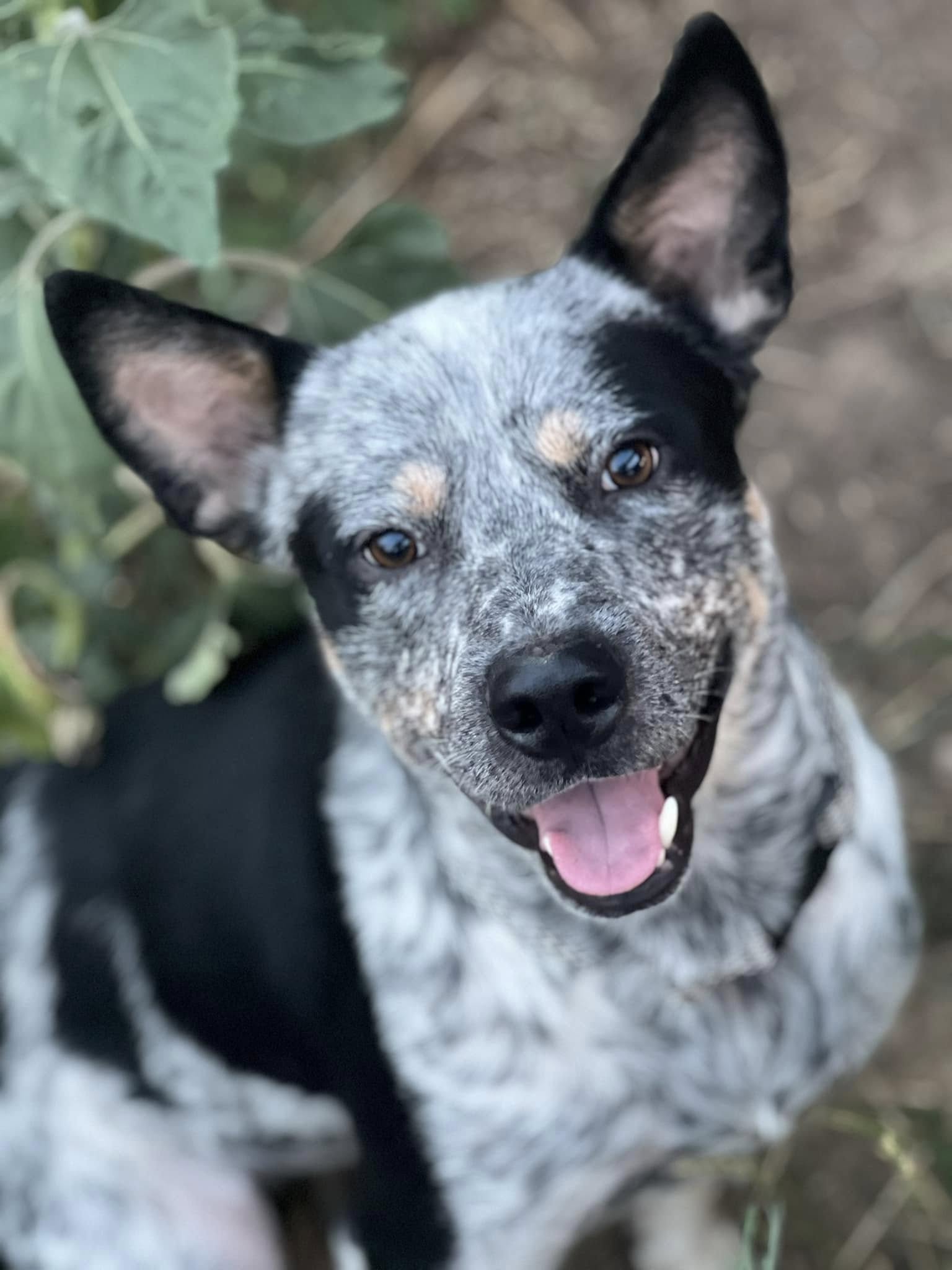 Adopted Dogs – Hooey’s Heelers Rescue and Sanctuary