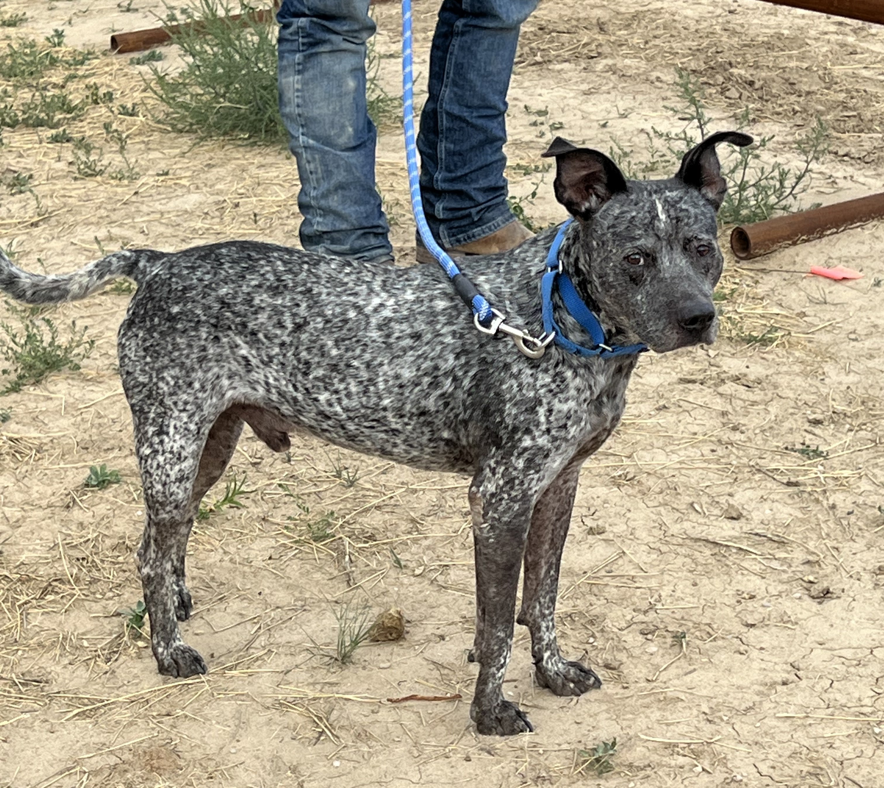 Donate – Hooey’s Heelers Rescue and Sanctuary